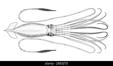Entitled: "A.E. Verill from nature." The giant squid (genus ...