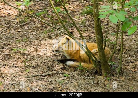 Red Fox laying down on a moss rock with blur background in its ...