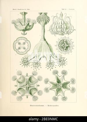Lucernaria stalked jellyfish (Lucernaria bathyphila). The Stauromedusae ...