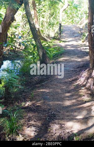 Moturua Island bush walk Bay of Islands New Zealand Stock Photo - Alamy