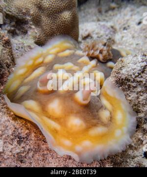 Clumpy Nudibranch (Asteronotus cespitosus Stock Photo - Alamy