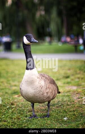 The Canadian Goose in the Boston Public Garden Stock Photo - Alamy