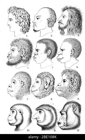 Ernst Haeckel, Racist Evolutionary Theory, 1868 Stock Photo - Alamy