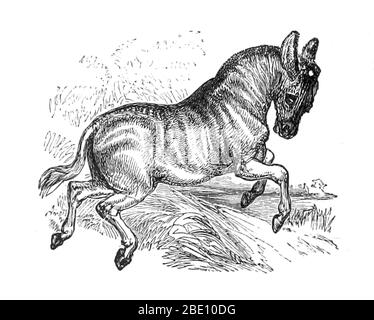 Quagga, Equus quagga quagga, extinct. Subspecies of the plains zebra ...