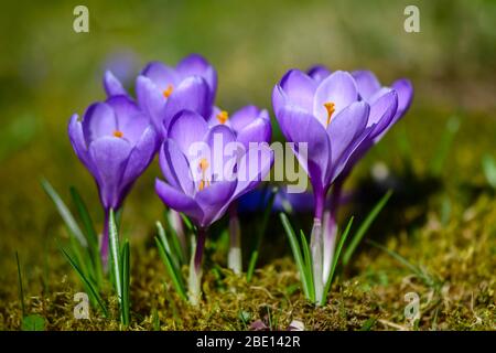 Crocuses (Crocus sp.), purple flowers in Springtime, Bavaria, Germany ...