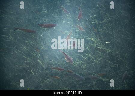 (200411) -- LIBO, April 11, 2020 (Xinhua) -- Photo taken on April 10 ...