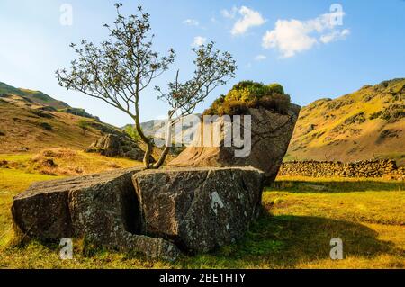 A Holly Tree growing in a split rock, the only tree in the area, as the ...