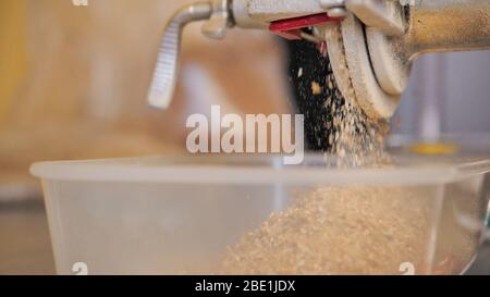 Process of malting barley seed to produce malt stage 5. Barley seed ...