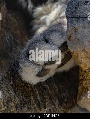 Close up of beautiful snow leopard head resting under tree branch on a ...