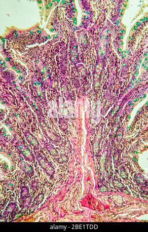 Small intestine pig across 100x Stock Photo - Alamy