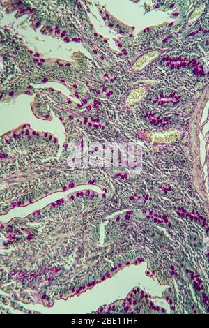 Small intestine pig across 100x Stock Photo - Alamy