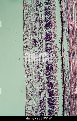 Cross section of the retina Stock Photo - Alamy