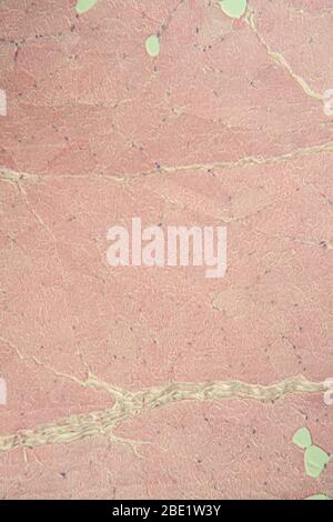 Skin under the microscope 100x Stock Photo - Alamy