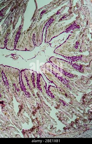 Cross-section through the intestine with glands 100x Stock Photo - Alamy