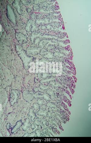 Toad cross section through the tongue 100x Stock Photo - Alamy