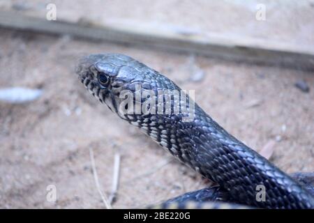 Australian Highly venomous Eastern Brown Snake in striking position ...