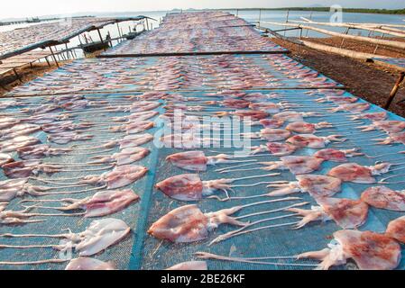 Fresh squids are dried in the sun on the island of Koh Phangan ...