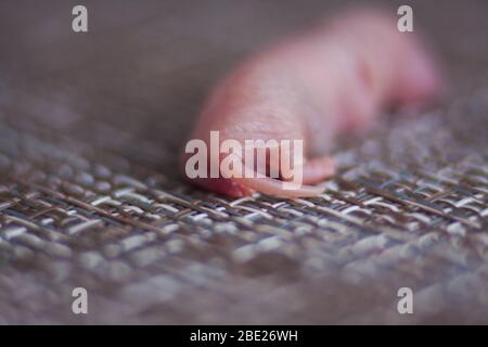 rat baby. newborn cub with red bald skin Stock Photo - Alamy