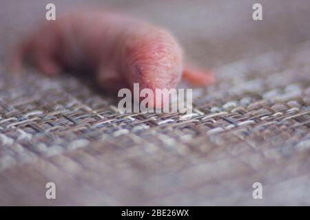 rat baby. newborn cub with red bald skin Stock Photo - Alamy