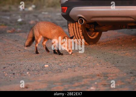 Red fox enjoying the beach Stock Photo - Alamy