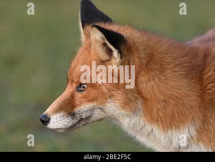 Red fox enjoying the beach Stock Photo - Alamy