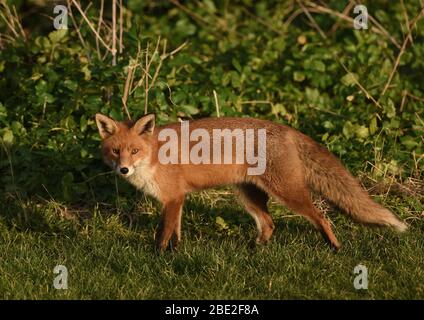 Red fox enjoying the beach Stock Photo - Alamy