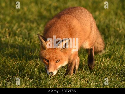 Red fox enjoying the beach Stock Photo - Alamy