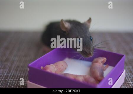 Beautiful fluffy rats with a long tail Stock Photo - Alamy