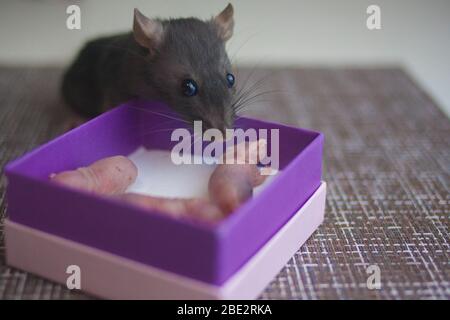 Beautiful fluffy rats with a long tail Stock Photo - Alamy