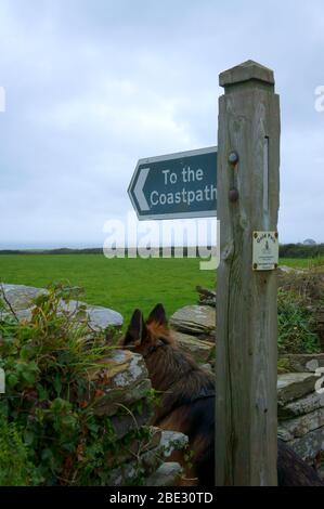 Coastpath Sign at Treknow, Tintagel, North Cornwall Stock Photo - Alamy