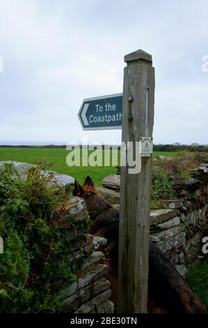 Coastpath Sign at Treknow, Tintagel, North Cornwall Stock Photo - Alamy