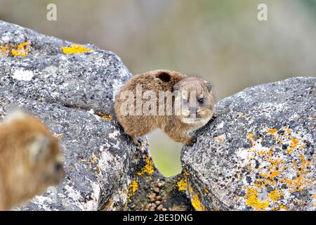 Marmot on Table Mountain in Cape Town Stock Photo - Alamy