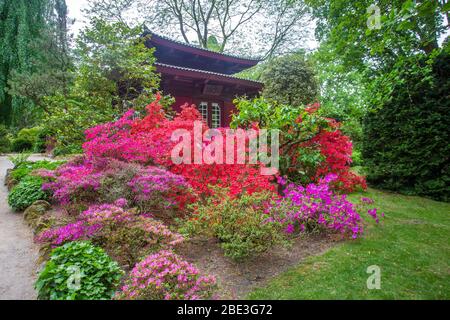 Amazing yellow and pink rhododendron bushes blossoms in Nantes- early ...