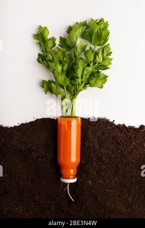Detox drink in black soil sprouted with roots Stock Photo - Alamy