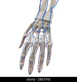 Anatomy of Human Hand and Wrist with Circulatory System Stock Photo - Alamy