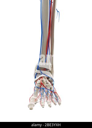 Blood vessels of the foot, illustration Stock Photo - Alamy