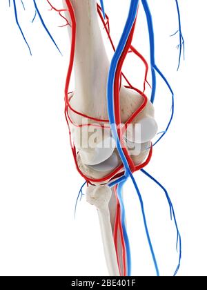 Blood vessels of the knee, illustration Stock Photo - Alamy