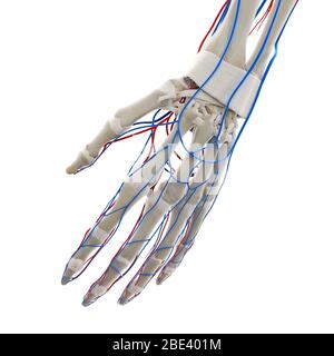 Blood vessels of the hand, illustration Stock Photo - Alamy