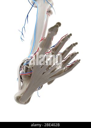 Blood vessels of the foot, illustration Stock Photo - Alamy