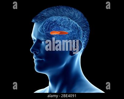 Lateral globus pallidus, illustration Stock Photo - Alamy