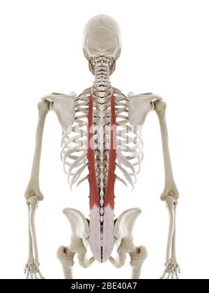 Longissimus thoracis muscle, illustration Stock Photo - Alamy