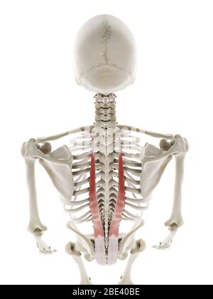 Longissimus thoracis muscle, illustration Stock Photo - Alamy