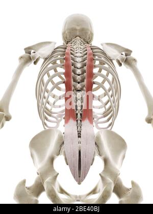 Longissimus thoracis muscle, illustration Stock Photo - Alamy