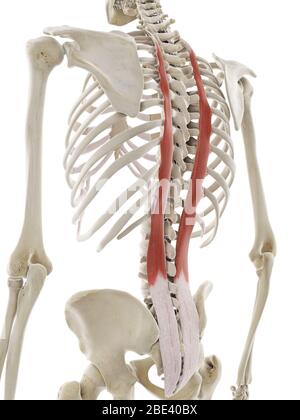 Longissimus thoracis muscle, illustration Stock Photo - Alamy