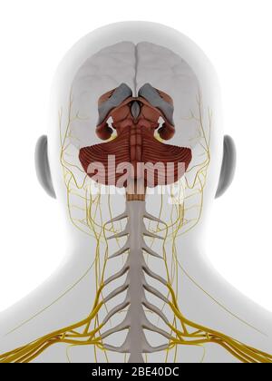 The brain and nerves of the head and neck Stock Photo - Alamy