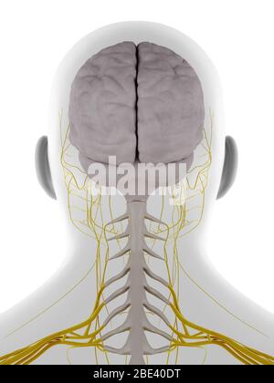 The brain and nerves of the head and neck Stock Photo - Alamy