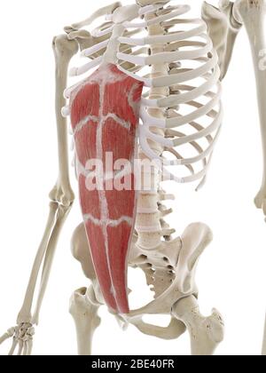 Rectus abdominis muscle, illustration Stock Photo - Alamy