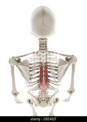 Spinalis thoracis muscle, illustration Stock Photo - Alamy