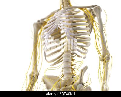 Thorax nerves, illustration Stock Photo - Alamy