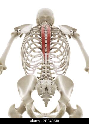 Spinalis thoracis muscle, illustration Stock Photo - Alamy